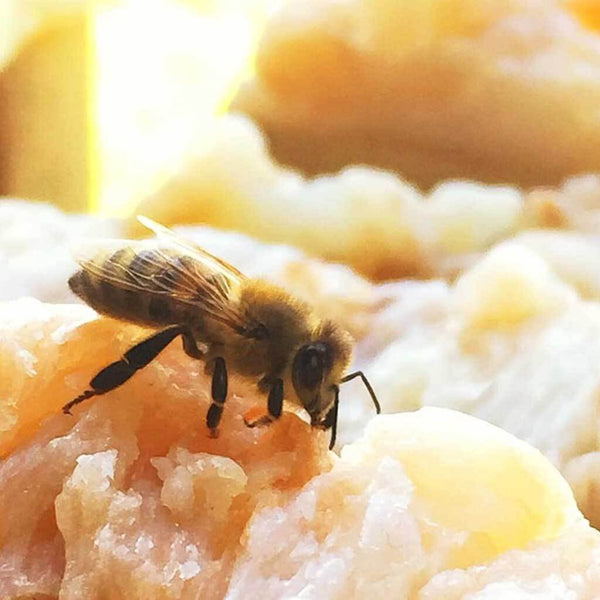 What is Bee Bread? – Bemis Honey Bee Farm
