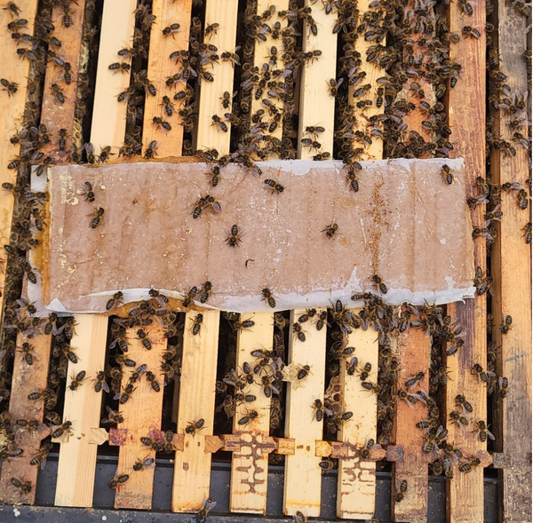 HiveAlive High Performance Pollen Patty - 15% Max Boost – Bemis Honey ...